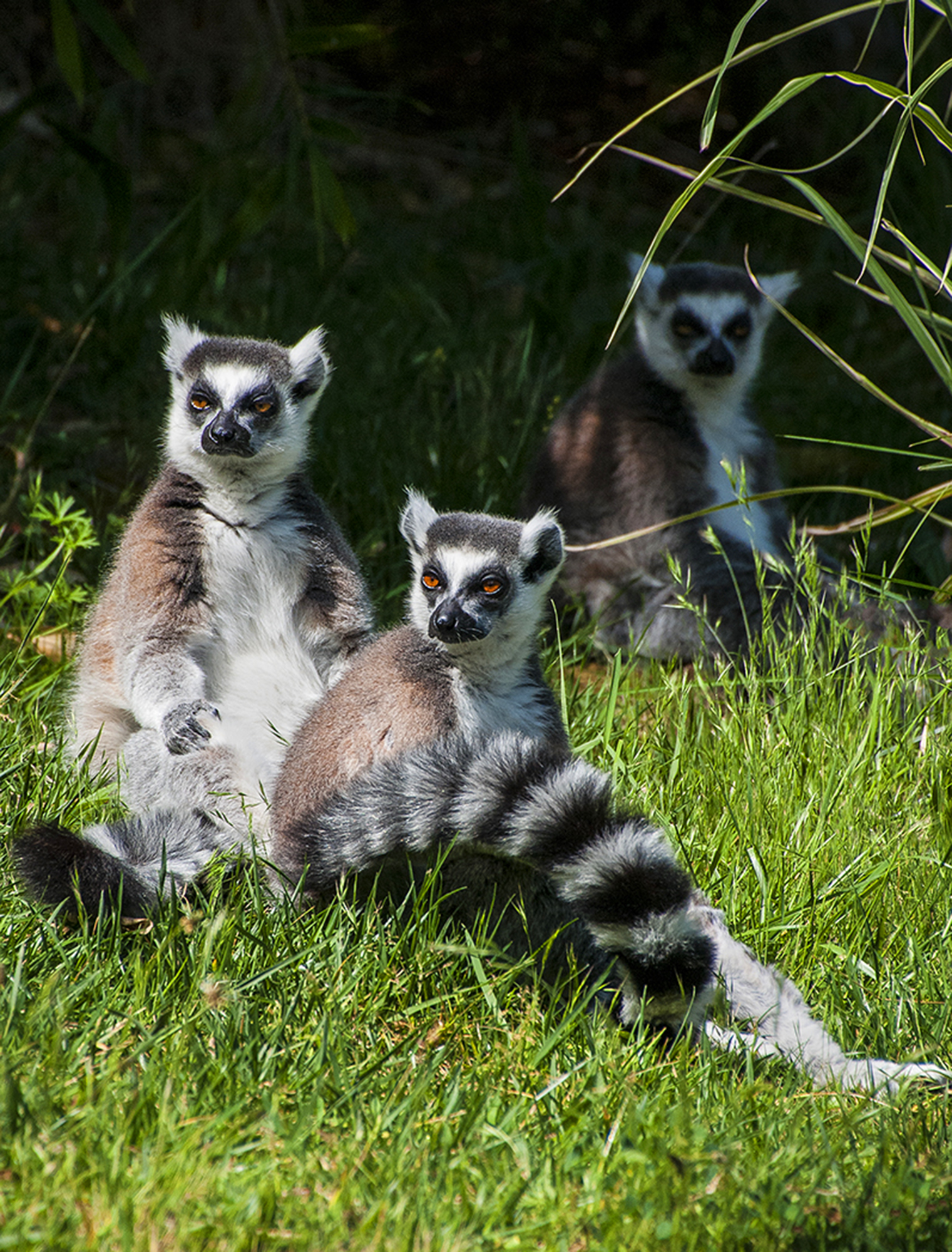 Three Lemurs | Shutterbug
